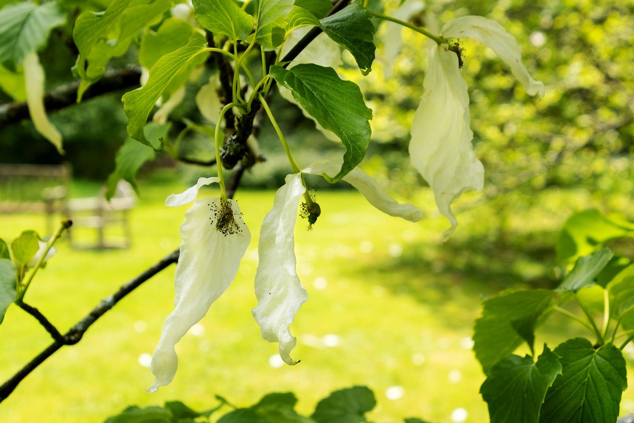 Flowers Branches Tree - Free photo on Pixabay - Pixabay