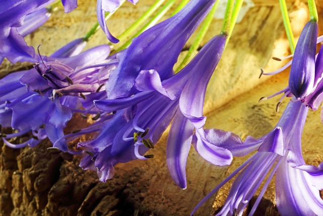Agapanthus Bunga Kelopak - Foto gratis di Pixabay - Pixabay