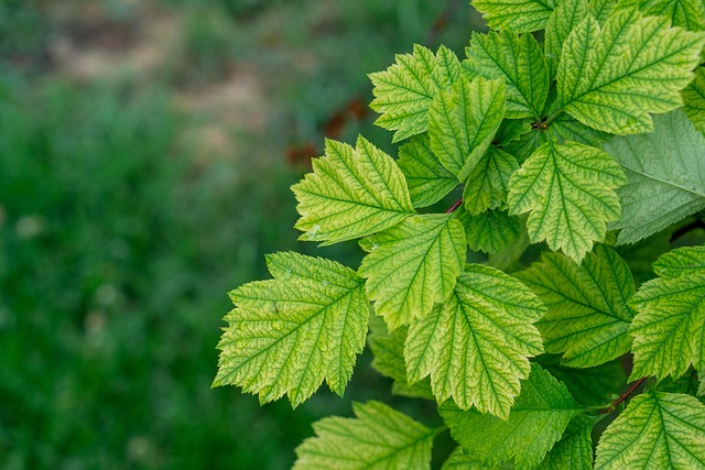 Sale De Follaje Plantas - Foto gratis en Pixabay - Pixabay