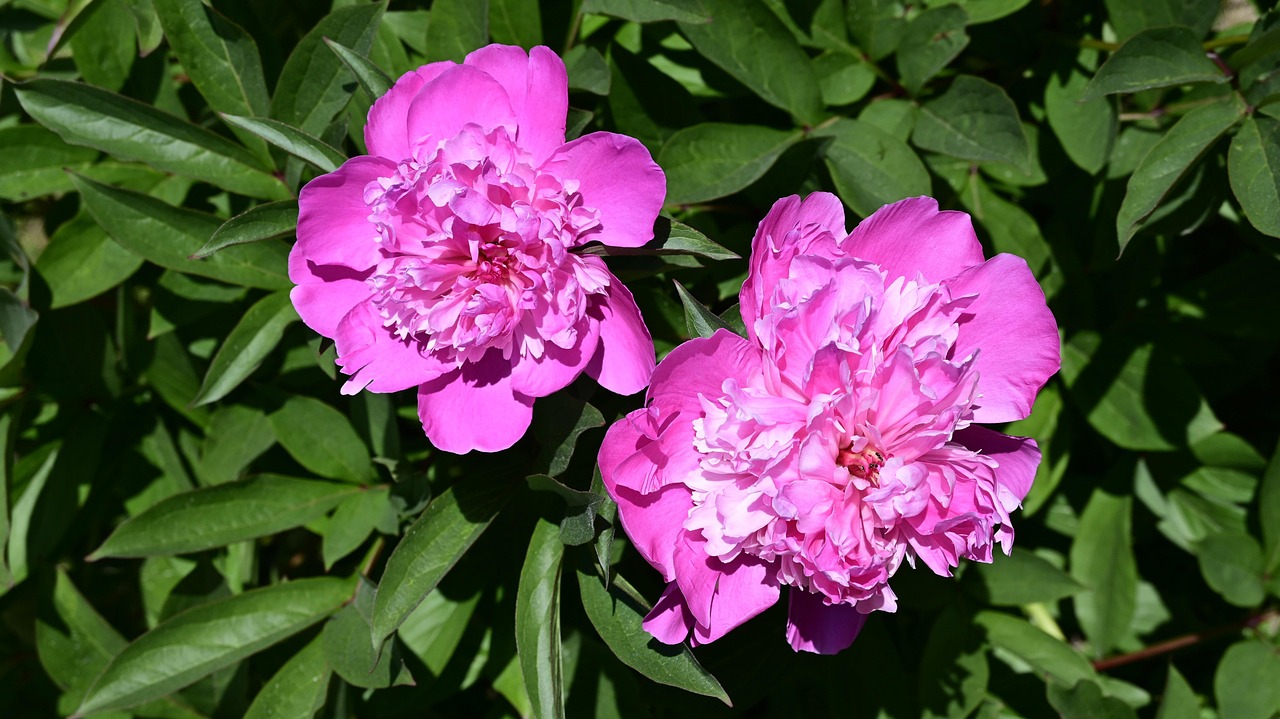 Bunga-Bunga Peony Kelopak - Foto gratis di Pixabay - Pixabay