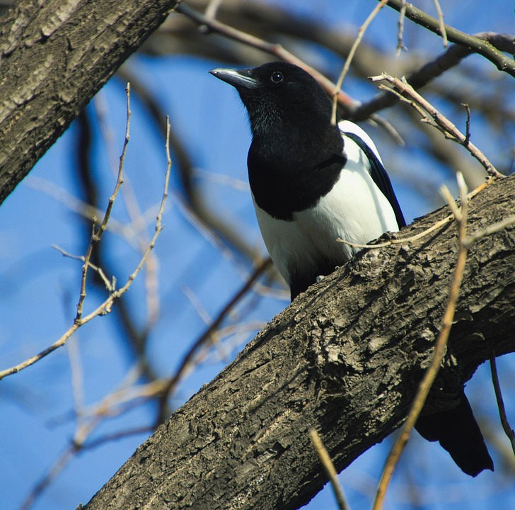 Magpie Bird Perched - Free photo on Pixabay