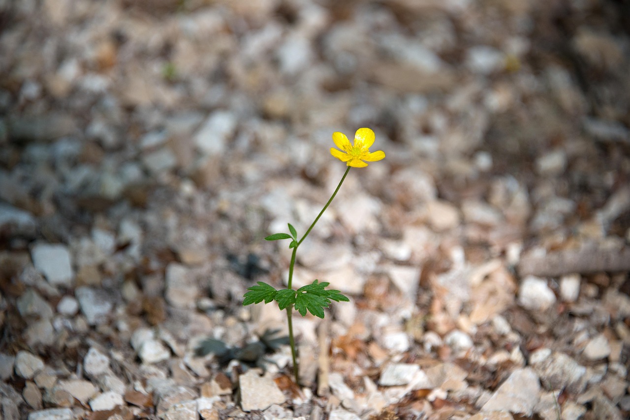 2,000+ Free Creeping-Buttercup & Nature Images - Pixabay
