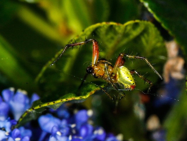 Spider Close Up Insect - Free photo on Pixabay - Pixabay