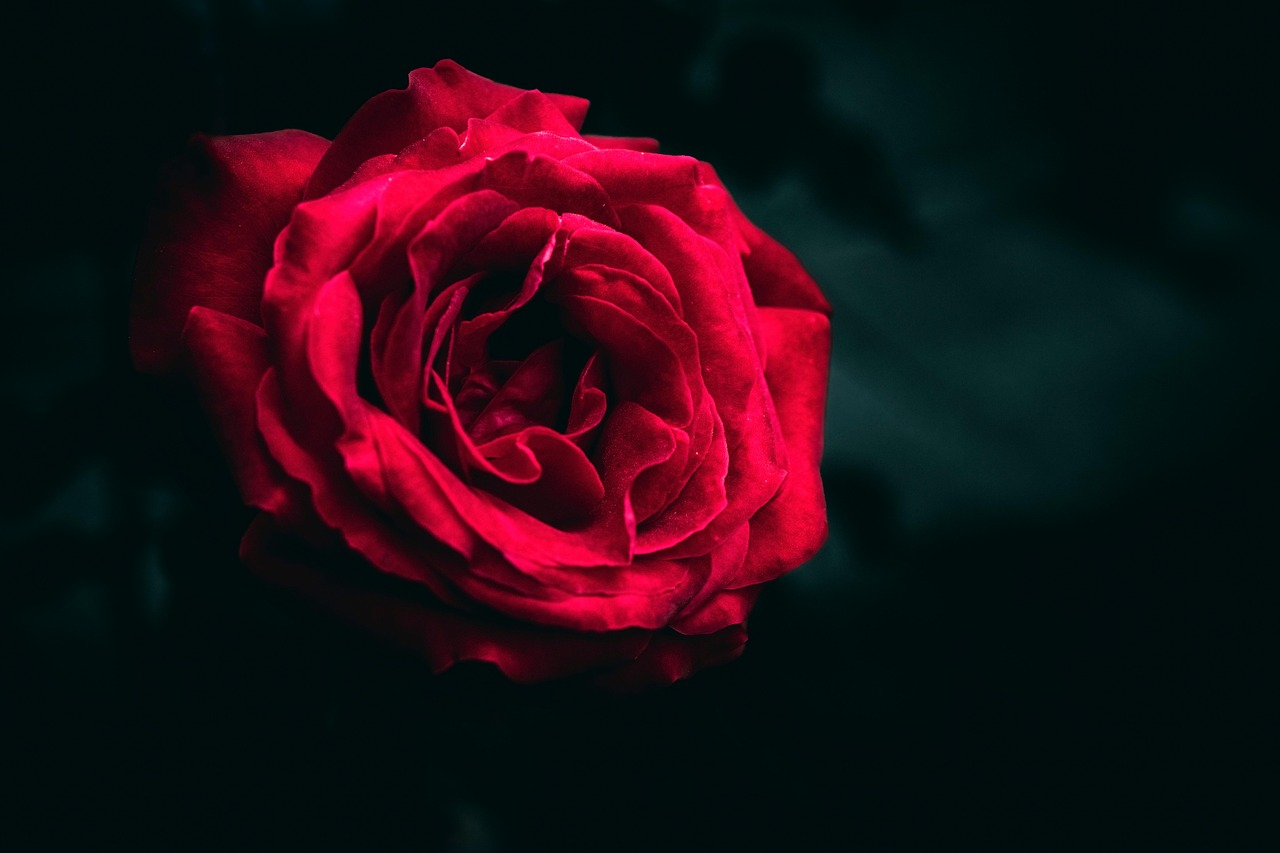 Bunga Mawar Berbunga Mekar - Foto gratis di Pixabay - Pixabay