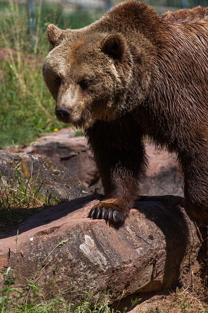 Urso Pardo Animal Foto Gratuita No Pixabay Pixabay