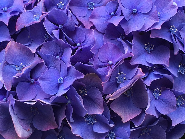 Bunga-Bunga Hydrangea Kelopak - Foto gratis di Pixabay - Pixabay