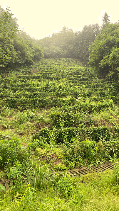 Download Tea Tree, Green Tea, Terraces. Royalty-Free Stock Illustration ...