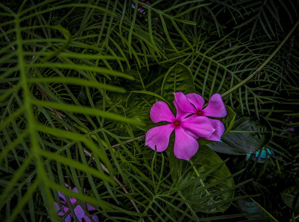 花 美丽的花 树叶 - Pixabay上的免费照片 - Pixabay