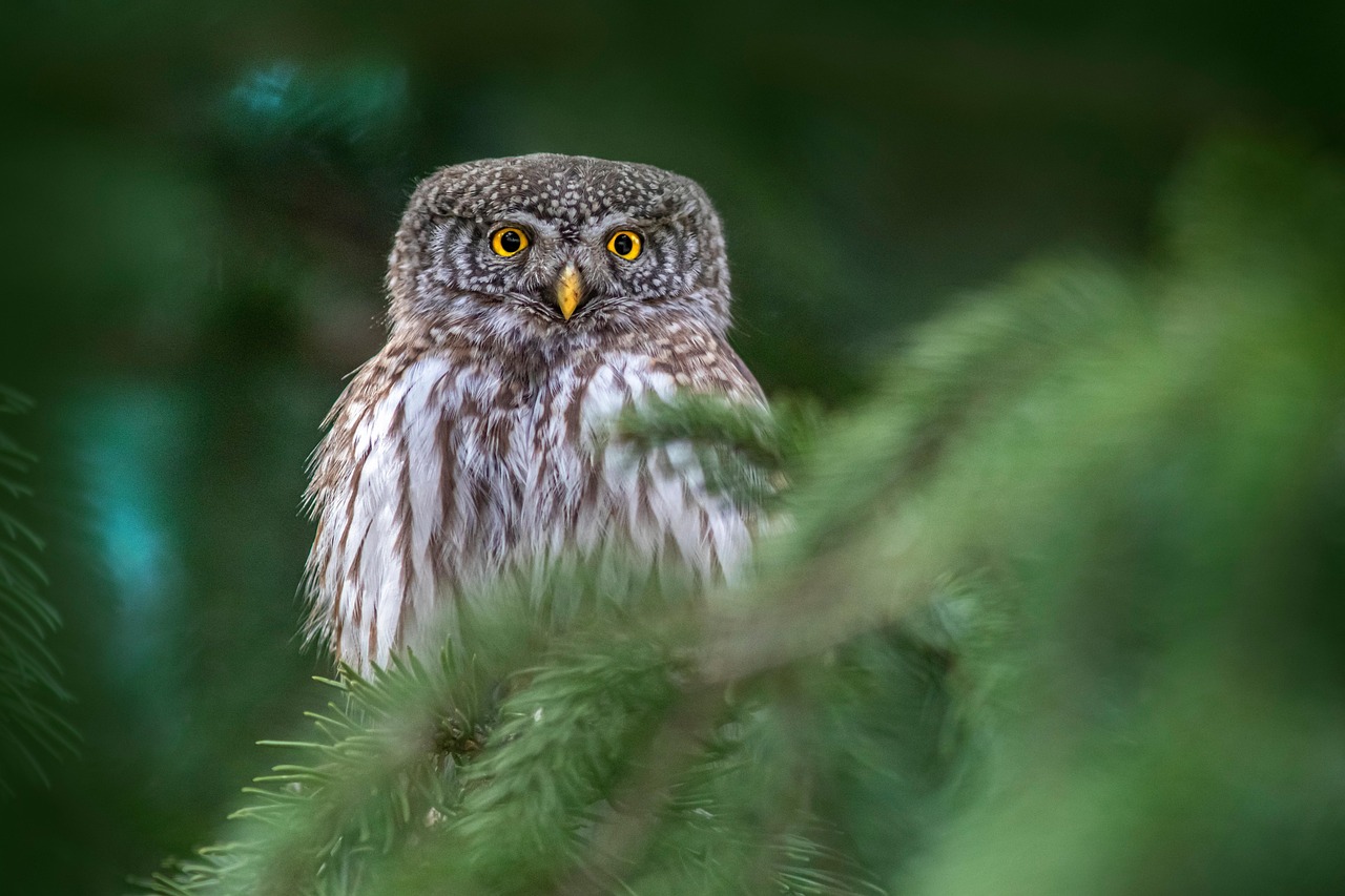 Burung Hantu Kerdil Eurasia - Foto gratis di Pixabay - Pixabay