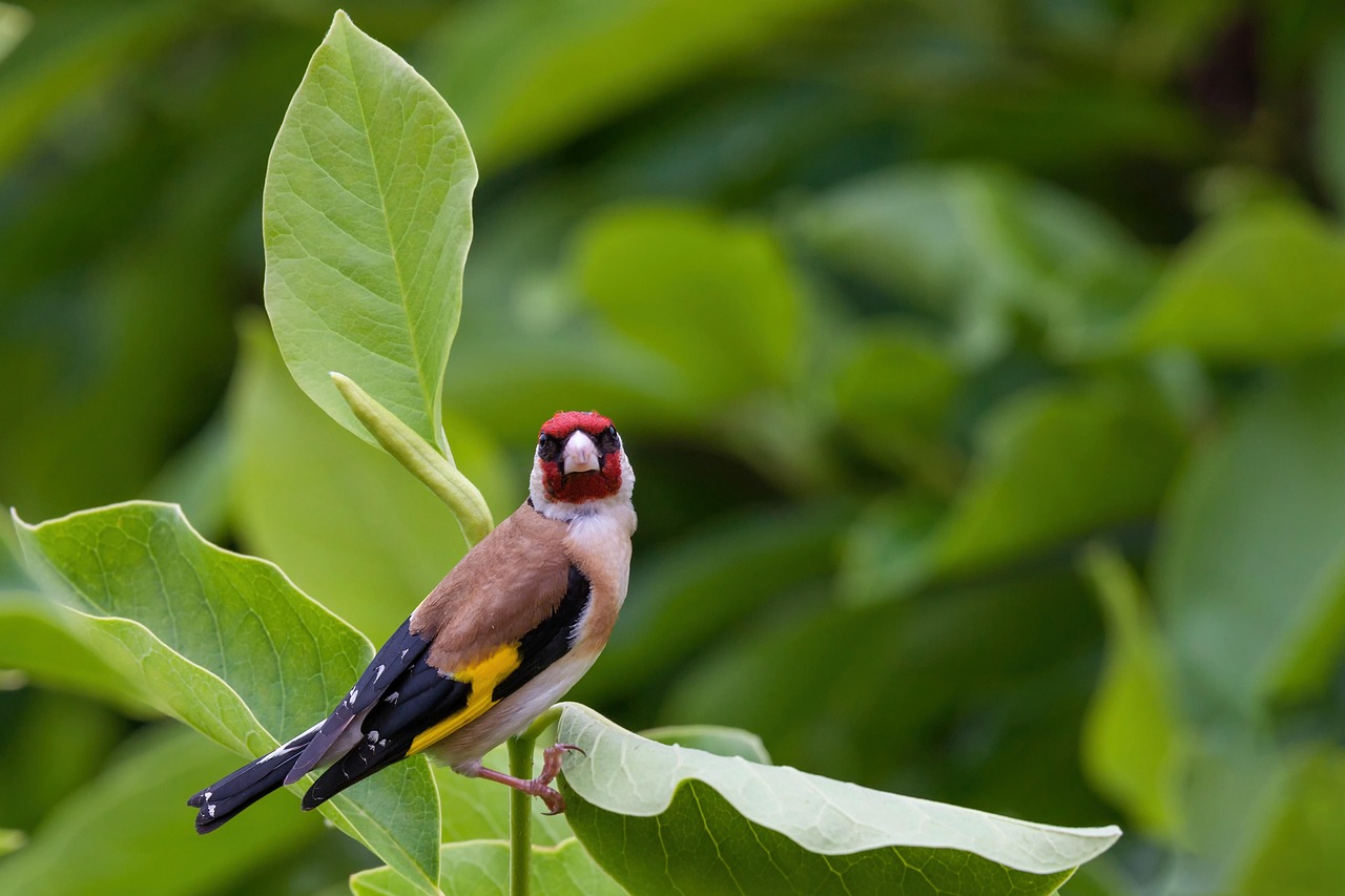 Goldfinch Bird Animal Stieglitz - Free photo on Pixabay