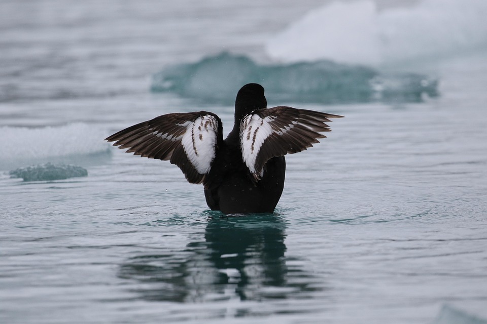 Arctic Bird Ice - Free photo on Pixabay - Pixabay