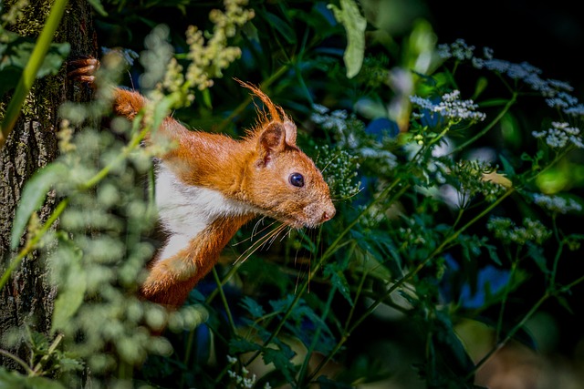 Squirrel Mammal Animal - Free photo on Pixabay