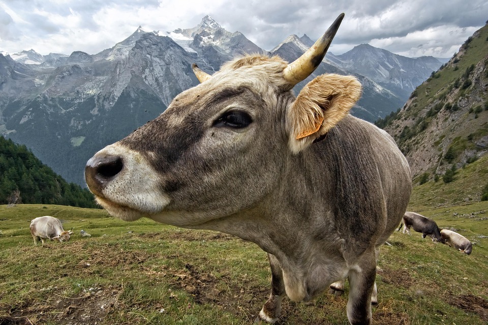 Cow Gray Race Alpine Milk - Free photo on Pixabay - Pixabay