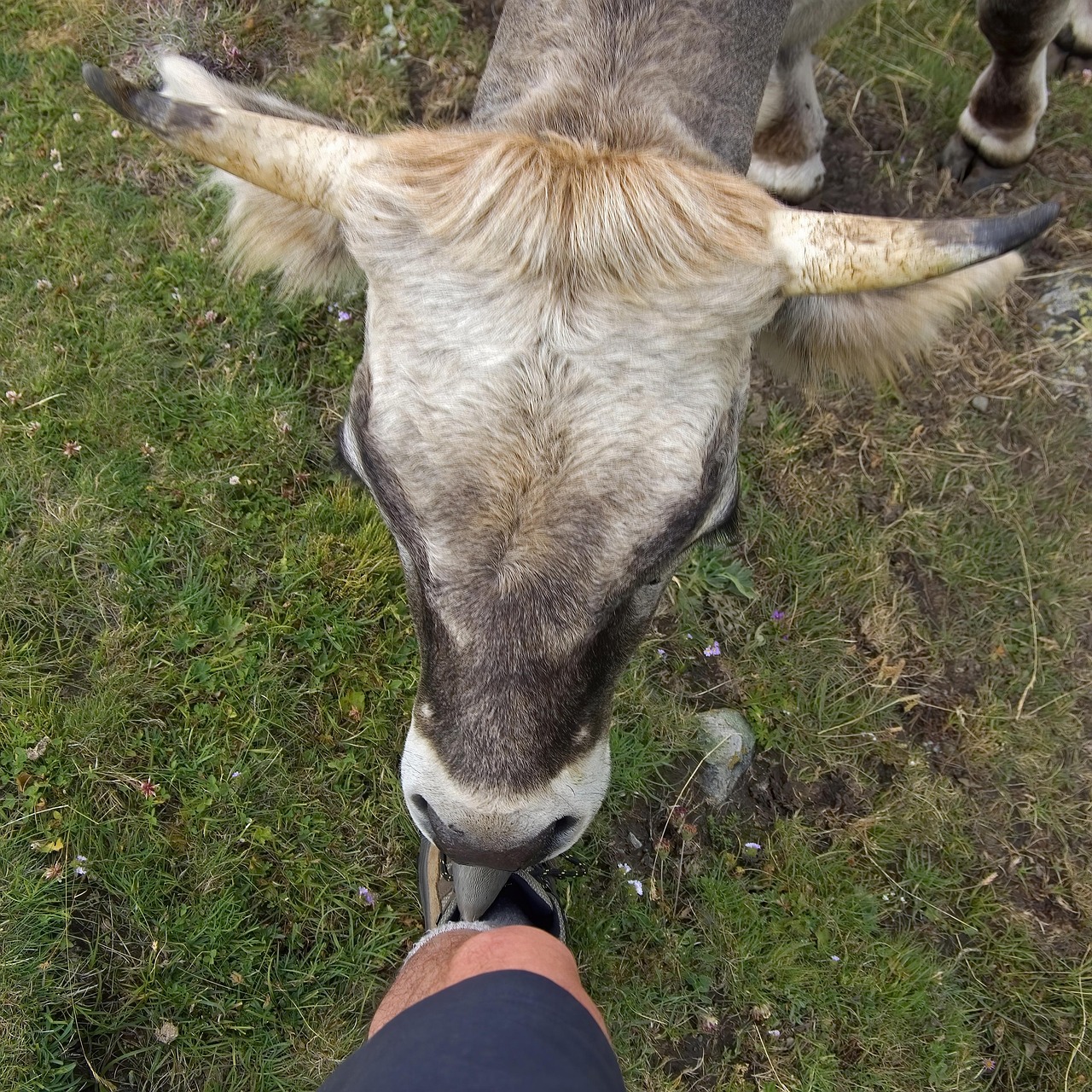 10,000+ Free Cow Pictures & Images [HD] - Pixabay
