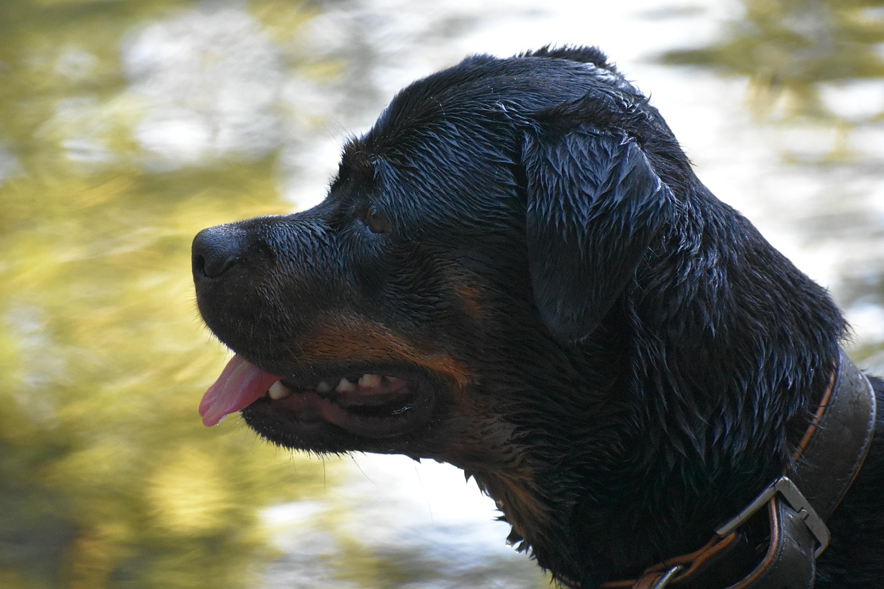 Free Dog Photos & Pictures: 40,000+ Cute Dog Images in HD - Pixabay