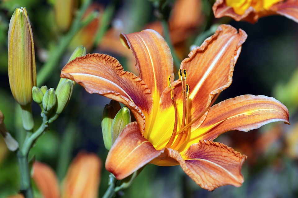 Lily Blossom Bloom - Free photo on Pixabay