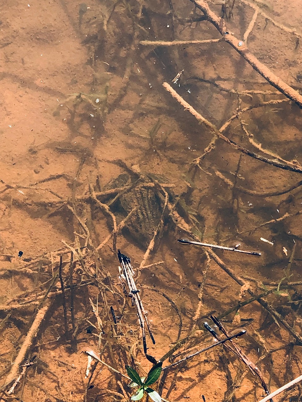 Frog Lake Nature - Free photo on Pixabay - Pixabay
