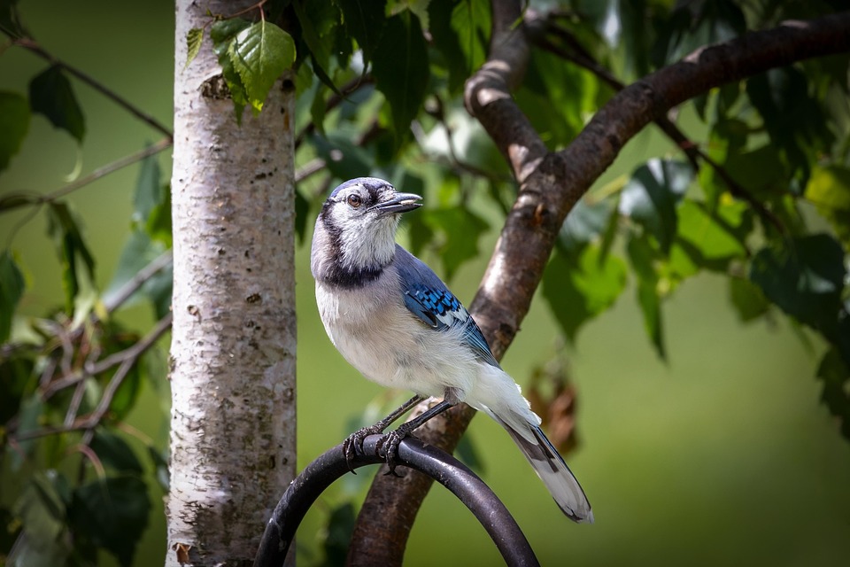 Blue Jay Bird Animal - Free photo on Pixabay - Pixabay