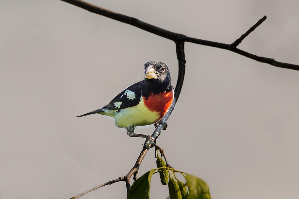Rose-Breasted Grosbeak Bird Animal - Free photo on Pixabay