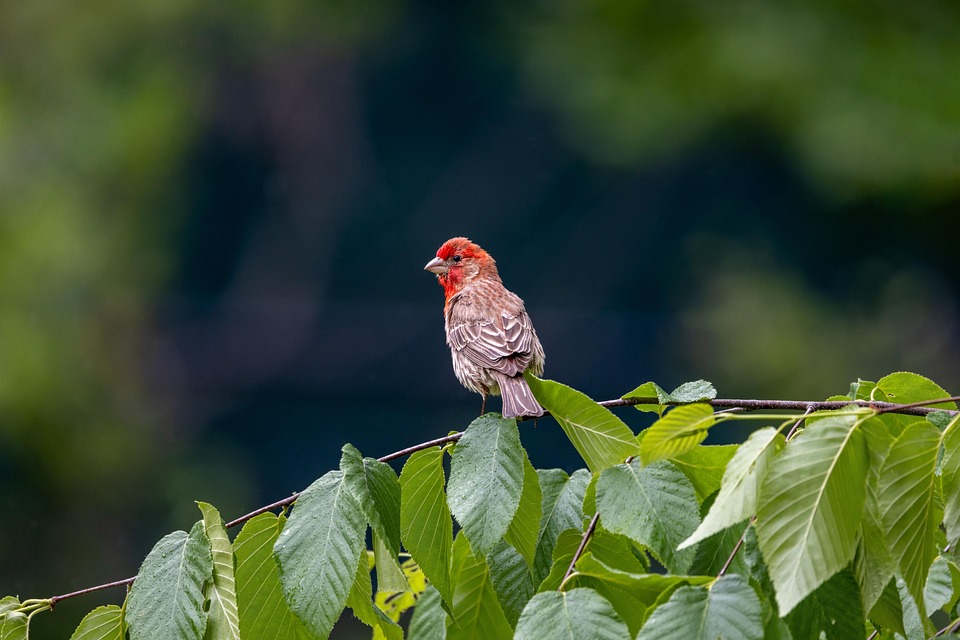 Red Finch Bird Animal - Free photo on Pixabay - Pixabay