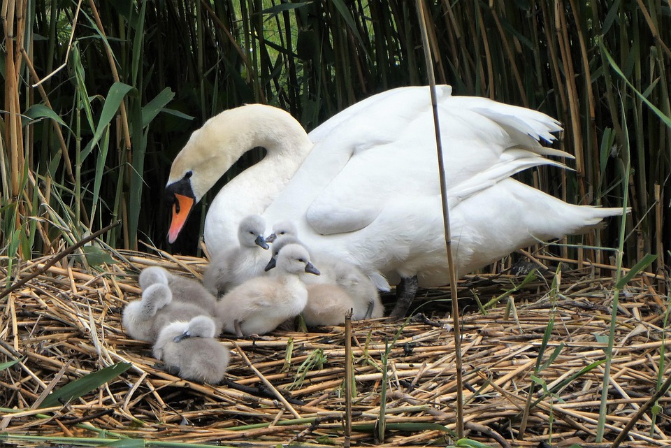 Swan Nest Maternal Care - Free photo on Pixabay - Pixabay