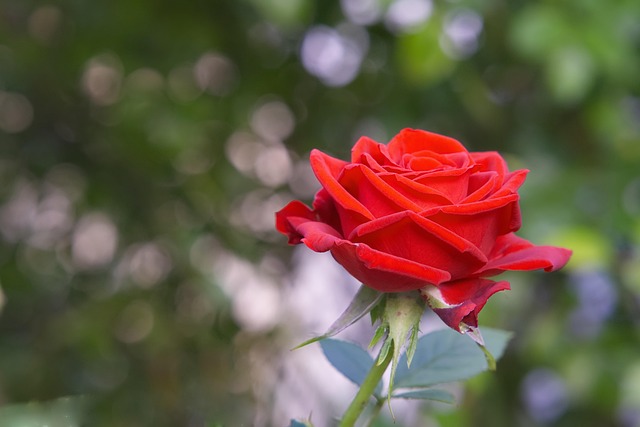 Rosa Flor Naturaleza - Foto gratis en Pixabay - Pixabay