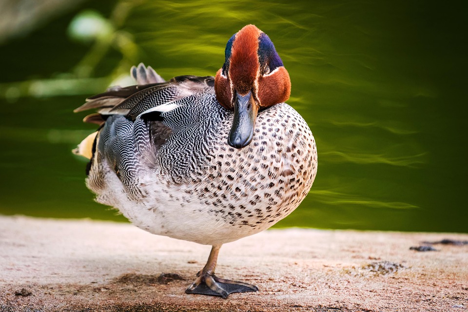 Eurasian Teal Duck Bird - Free photo on Pixabay