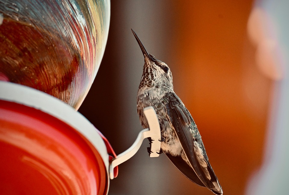 Hummingbird Bird Animal - Free photo on Pixabay - Pixabay