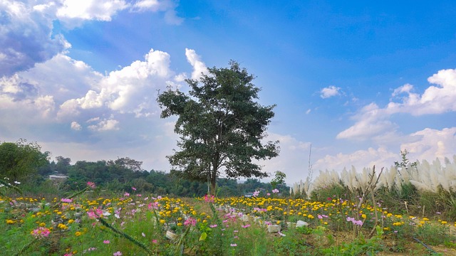 Flowers Nature Scenery - Free photo on Pixabay - Pixabay