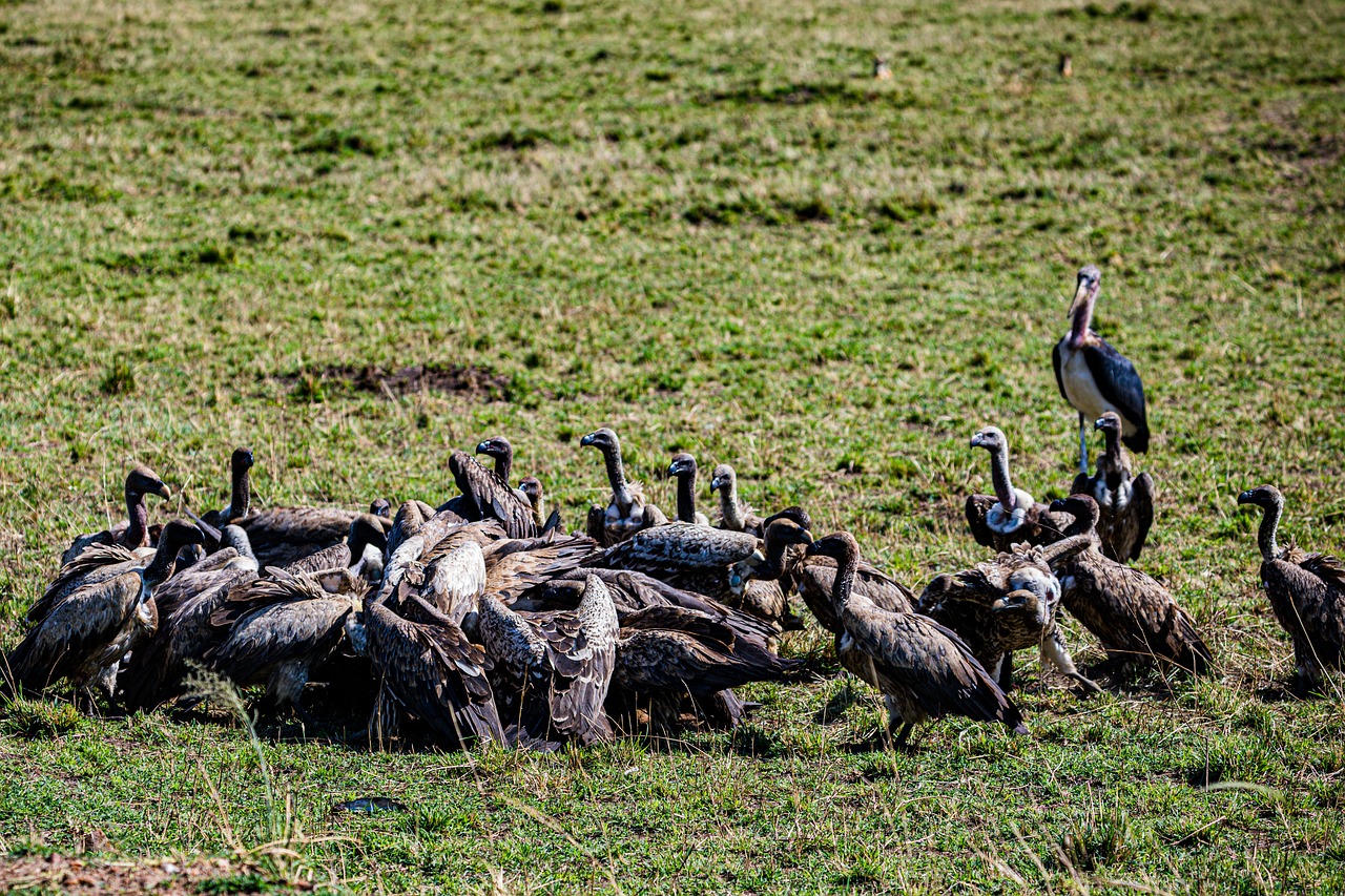 Félin Mammifère Sur Le Terrain - Photo gratuite sur Pixabay - Pixabay