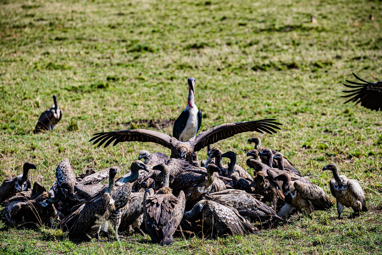Vultures Bird Animal Kettle Of - Free photo on Pixabay - Pixabay
