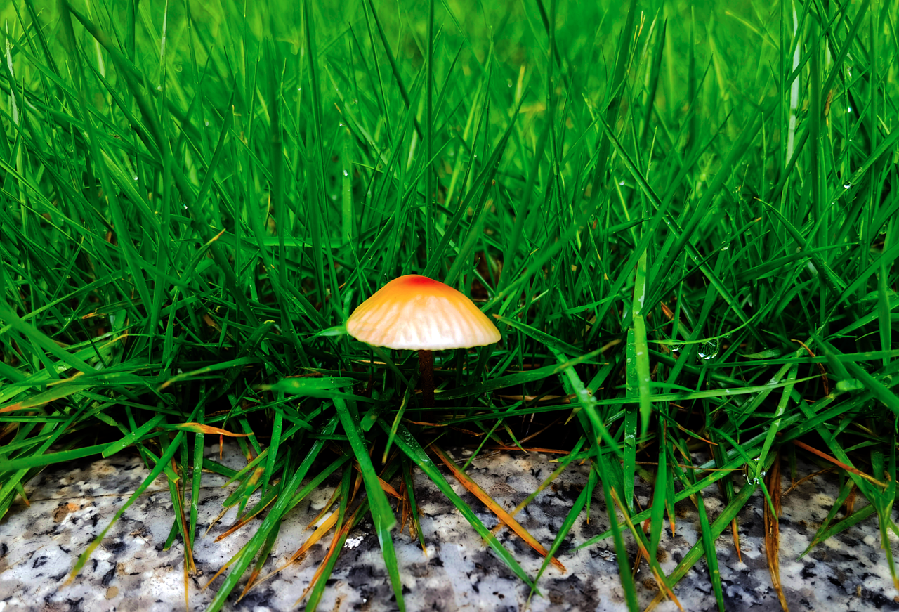 Mushroom Toadstool Fungus - Free photo on Pixabay - Pixabay