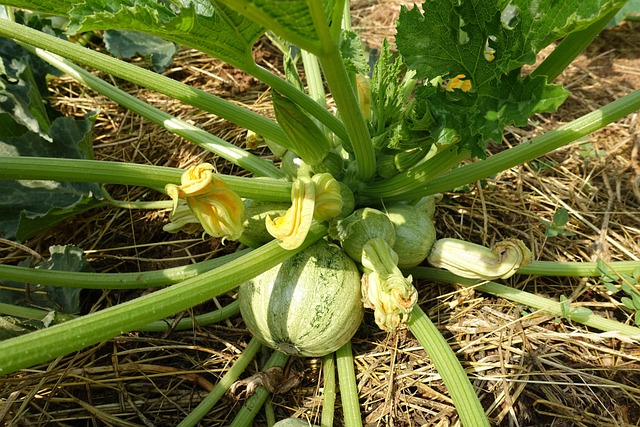 Culture Jardin Courgette Potager - Photo gratuite sur Pixabay - Pixabay