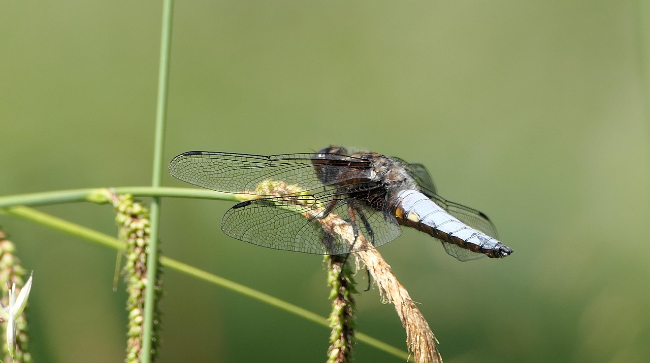 Libellule Insecte La Nature - Photo gratuite sur Pixabay - Pixabay