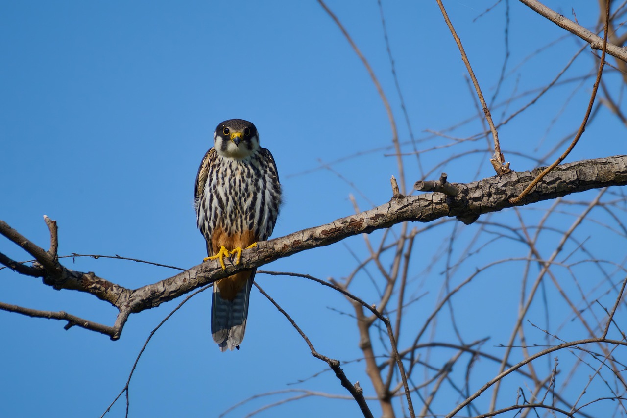 Eurasian Hobby Bird - Free photo on Pixabay - Pixabay