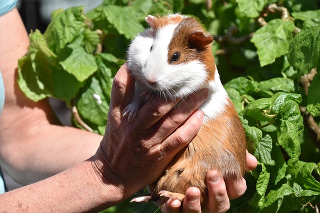 Guinea Pig Rodent Animal - Free photo on Pixabay - Pixabay