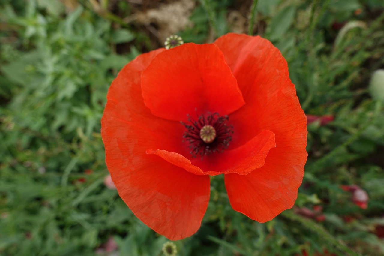 Poppy Wildflower Wild Flower - Free photo on Pixabay - Pixabay