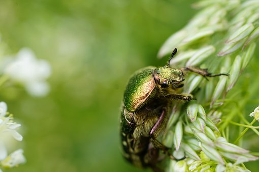 Rose Chafer Insect Close-Up - Free photo on Pixabay