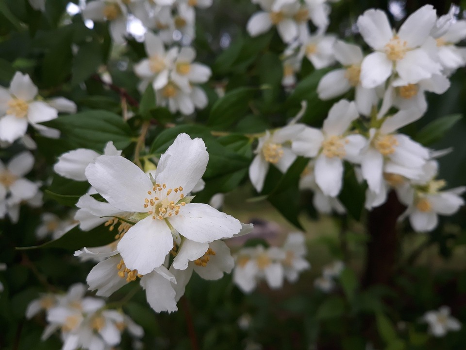 Jasmin Fleurs Blanche - Photo gratuite sur Pixabay - Pixabay