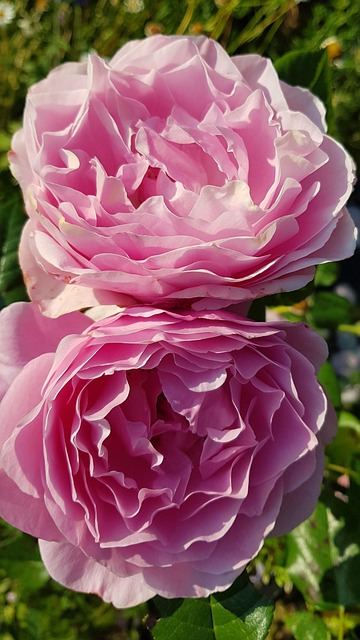 Roses Fleur Fleurs - Photo gratuite sur Pixabay - Pixabay