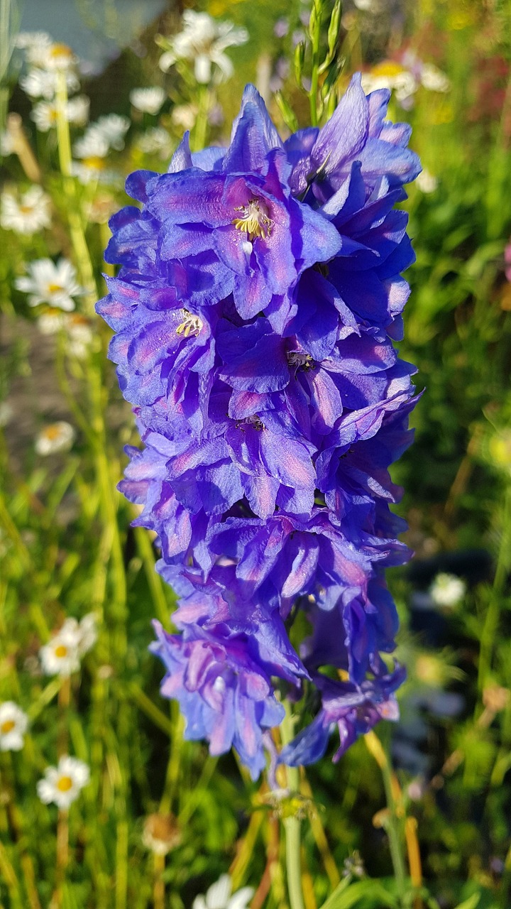 100+ Free Larkspur & Delphinium Images - Pixabay