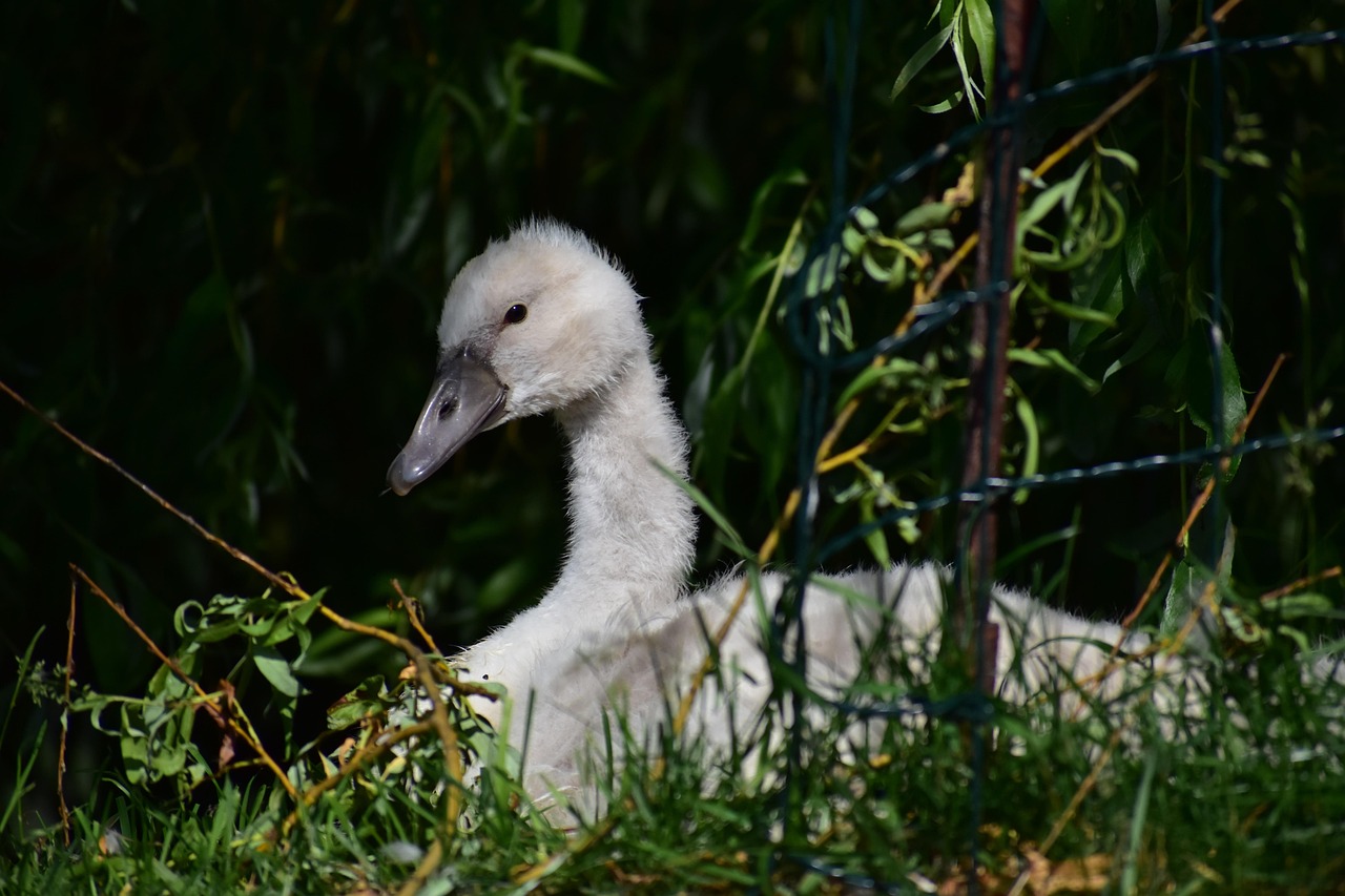 Cygne Tuberculé Oiseau - Photo gratuite sur Pixabay - Pixabay
