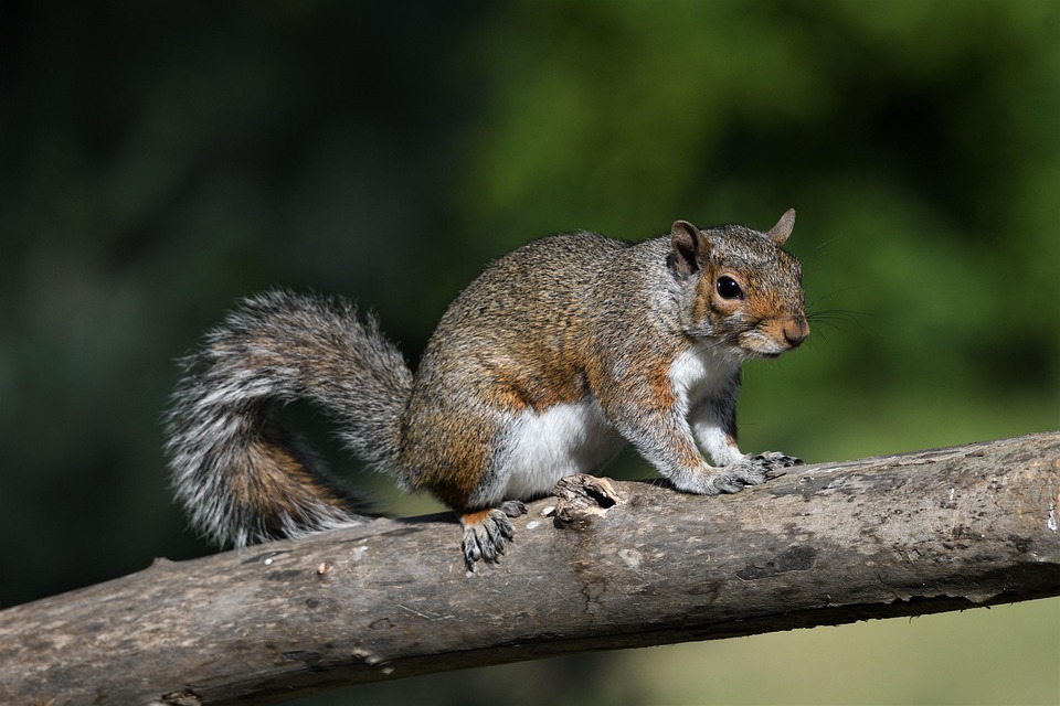 Animal Douglas Squirrel - Free photo on Pixabay