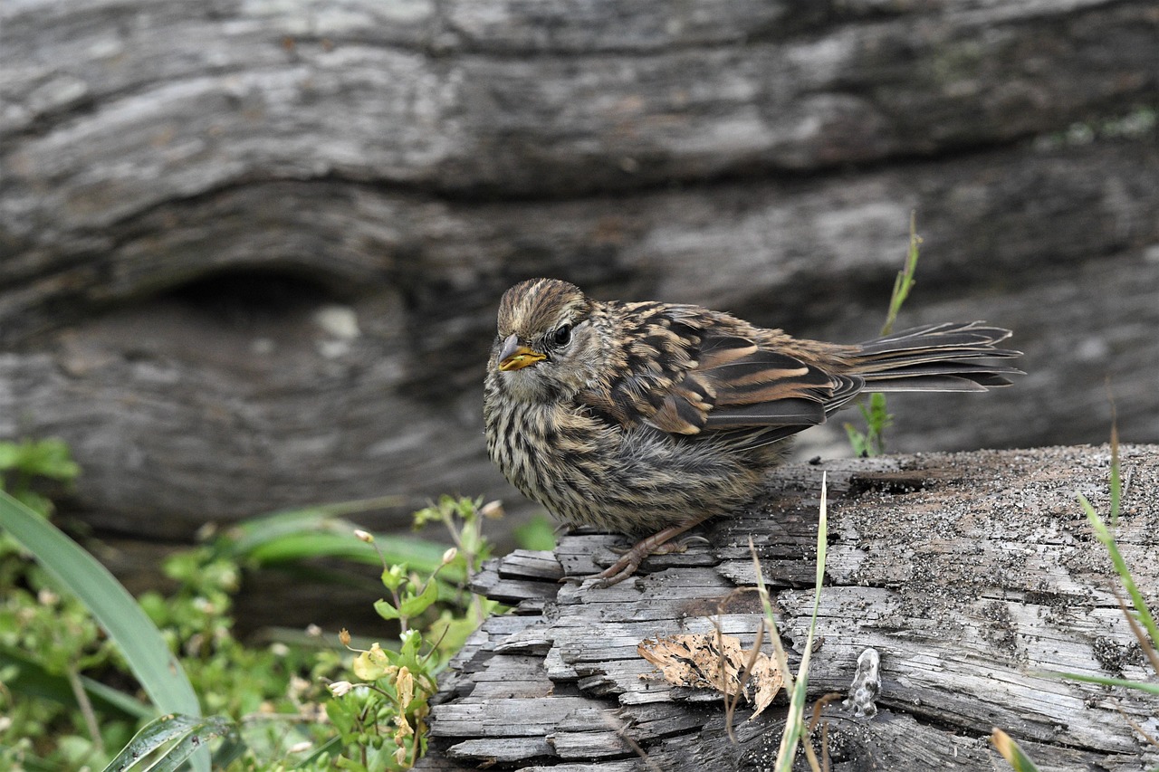 8,000+ Free Song Sparrow & Bird Images - Pixabay