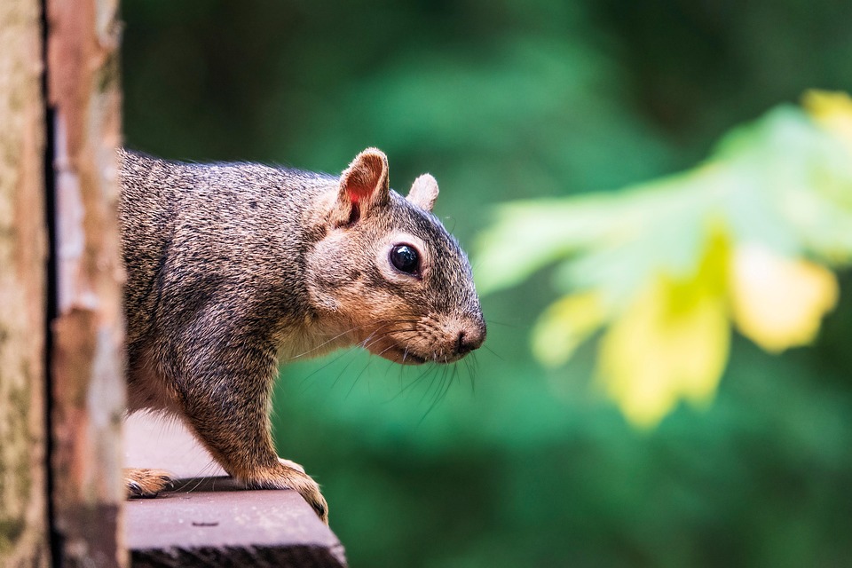 Animal Esquilo Mamífero - Foto gratuita no Pixabay - Pixabay