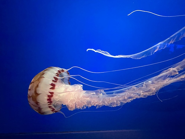 Cnidaria Jellyfish