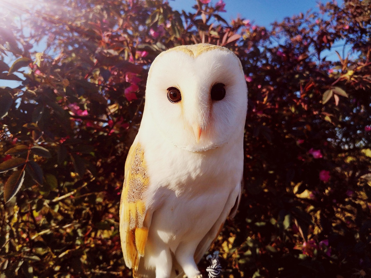 Owl Barn Plumage - Free photo on Pixabay - Pixabay