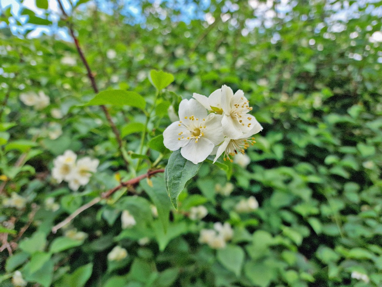 Flower Flowers Bush - Free photo on Pixabay - Pixabay