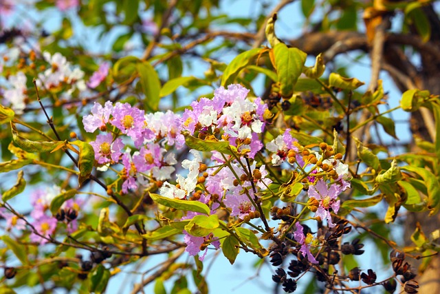 Rose Of India Flowers Tree Queen'S - Free photo on Pixabay - Pixabay