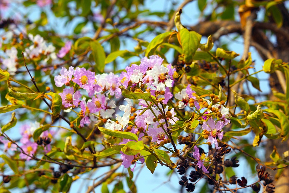Rose Of India Flowers Tree Queen'S - Free photo on Pixabay - Pixabay